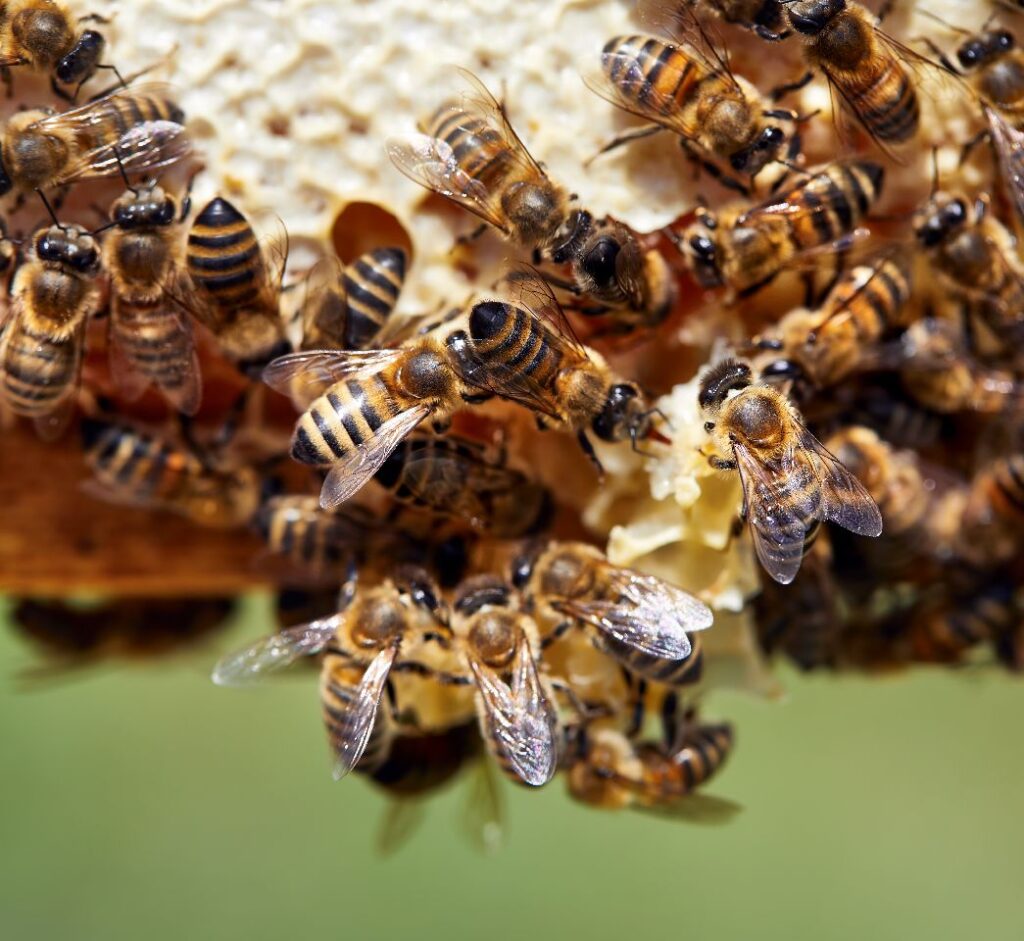 PSF – Colmeias e Produtos Apícolas